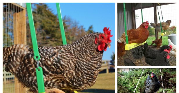 Chicken Swing Archives - DIY Tutorials